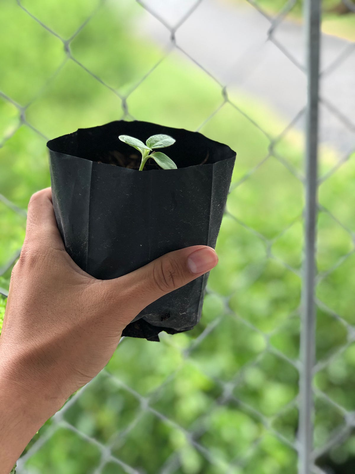 A Story About My Small Plant. There’s a small plant stay in my… | by ...