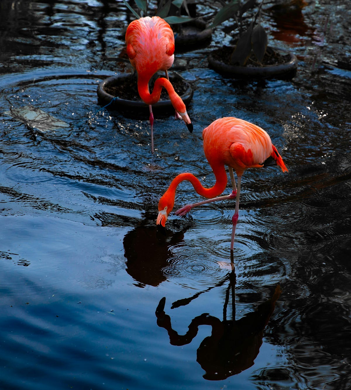 The Flamingo. Walking between beads and doldrums… | by Jaswanisarika ...