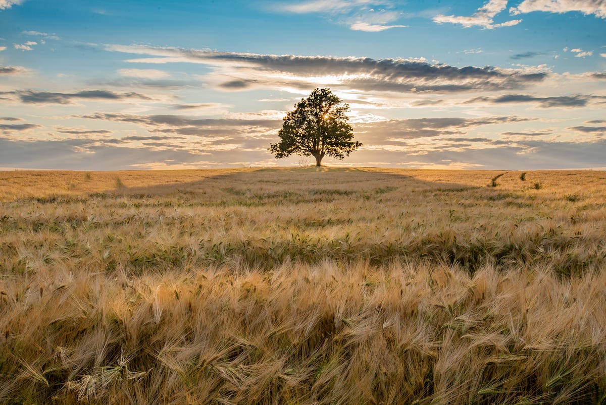 The Ash Fields. I. | by Colin Waite | Medium