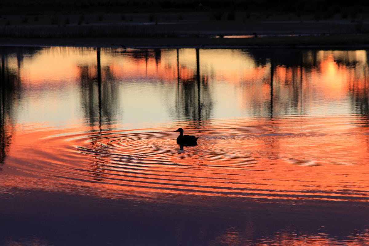 Life’s Ultimate Dichotomy. The Cycle of Longing and Loss | by MUKTA ...