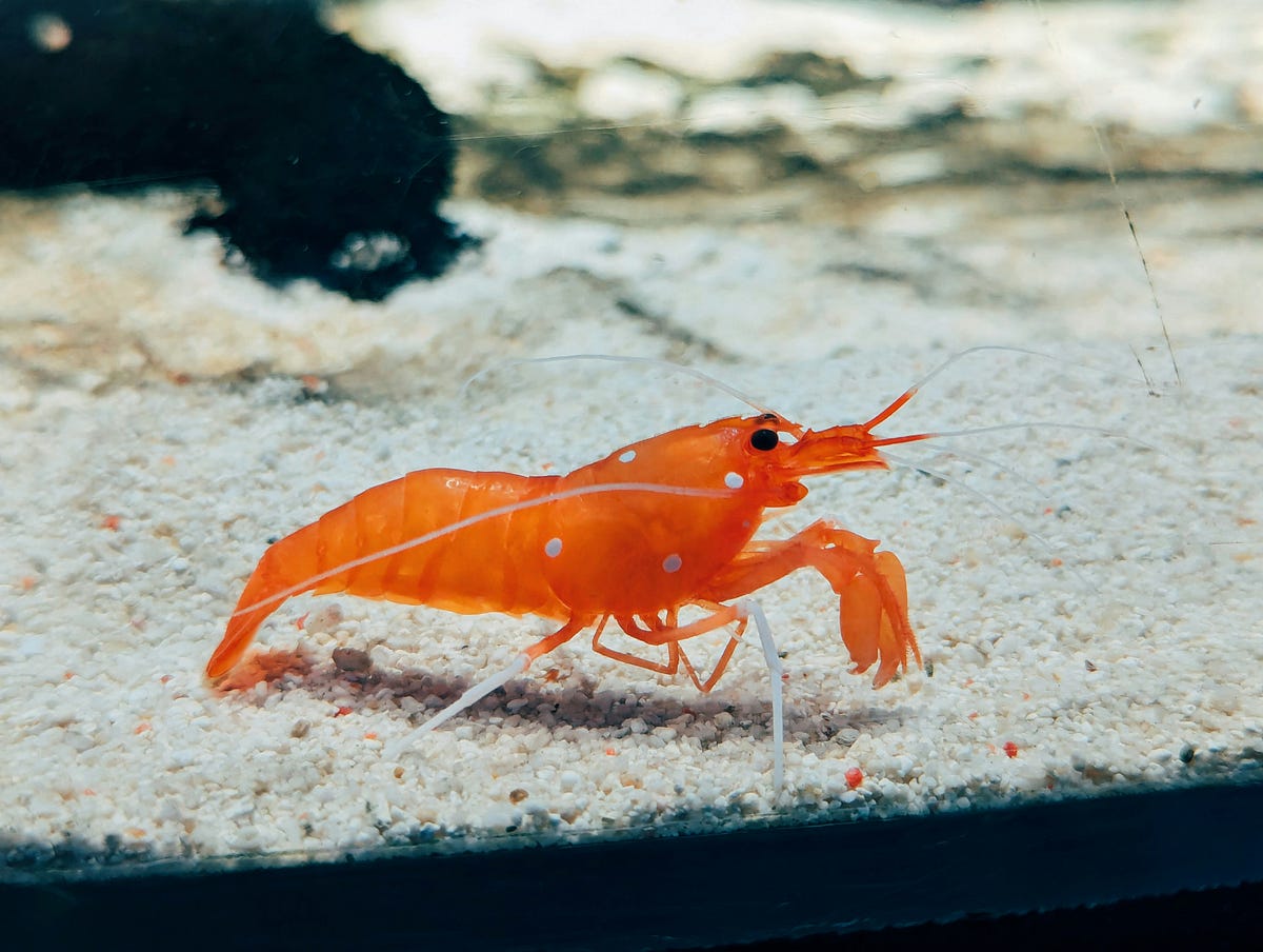 PetSmart Doesn’t Sell Fish Anymore — But Their Tanks Are Full of Them ...