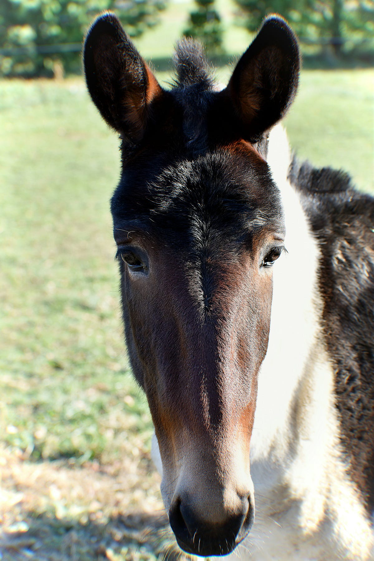 Reading a Mule’s Mind. The Ultimate test of sleuthing skills | by ...