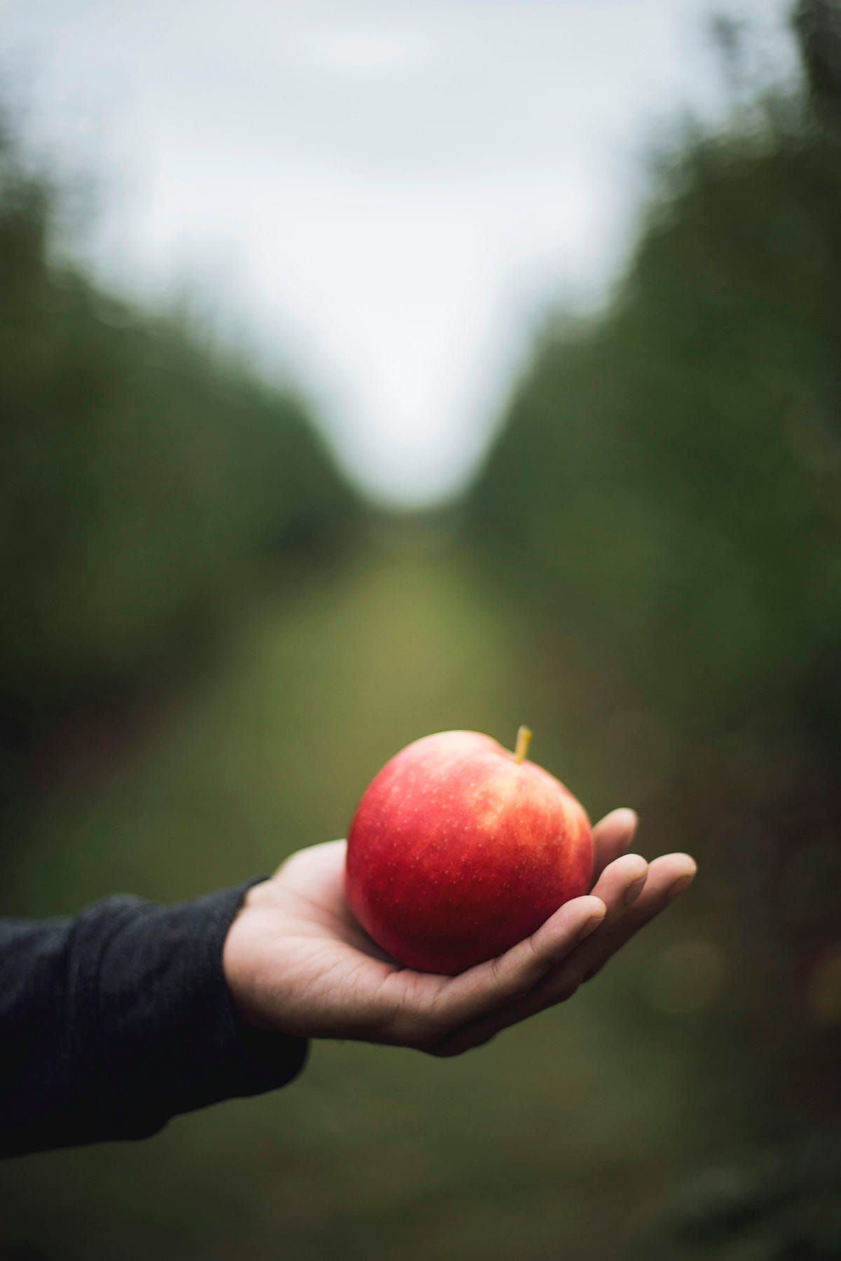 Orchard - Natalie Wilkinson - Medium