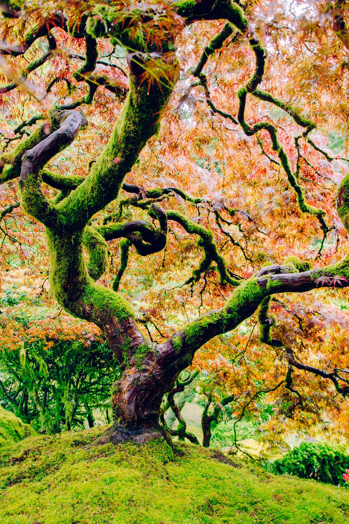 Garden Of Fairies - Willow Reed - Medium