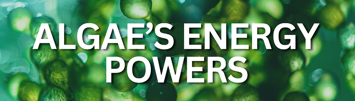 Glucose to electricity: Algae's energy powers 🦠⚡️ | by Hadeel Alfarhan ...