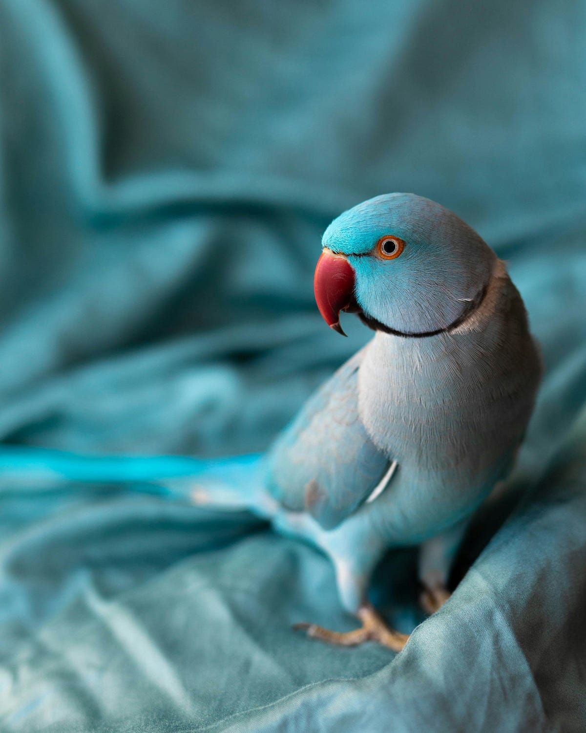 🧠 LLMs for Dummies 2: The Parrot Evolves 🦜 | by Kedar Pethe | Stackademic