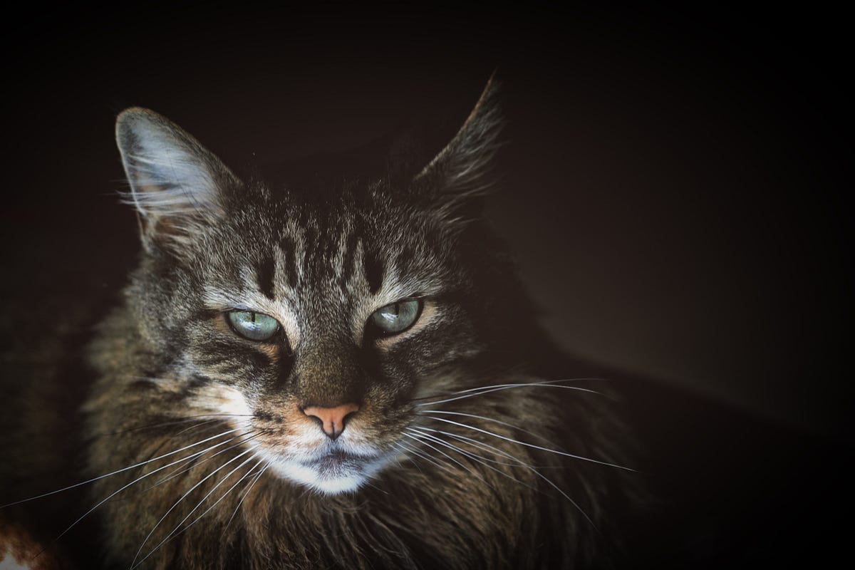 Ginger the Ghost. True story about a cat who never left —… | by Nadja ...