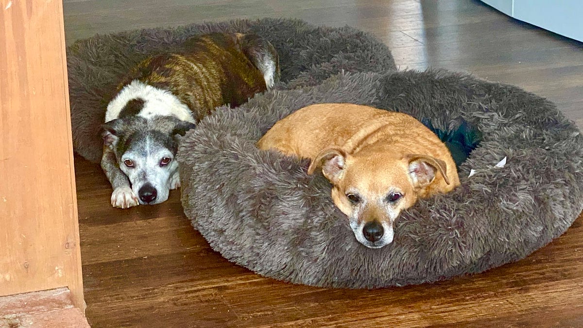 「好學生」學英文 — Jennifer’s World - Jennifer Zeng - Medium