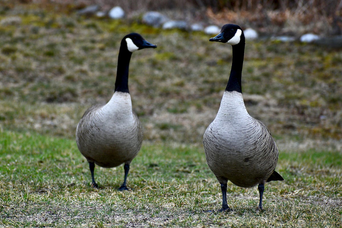 GOOSE ALMOST GETS HUNTER. Photo by Thomas Dewey on Unsplash | by todd ...