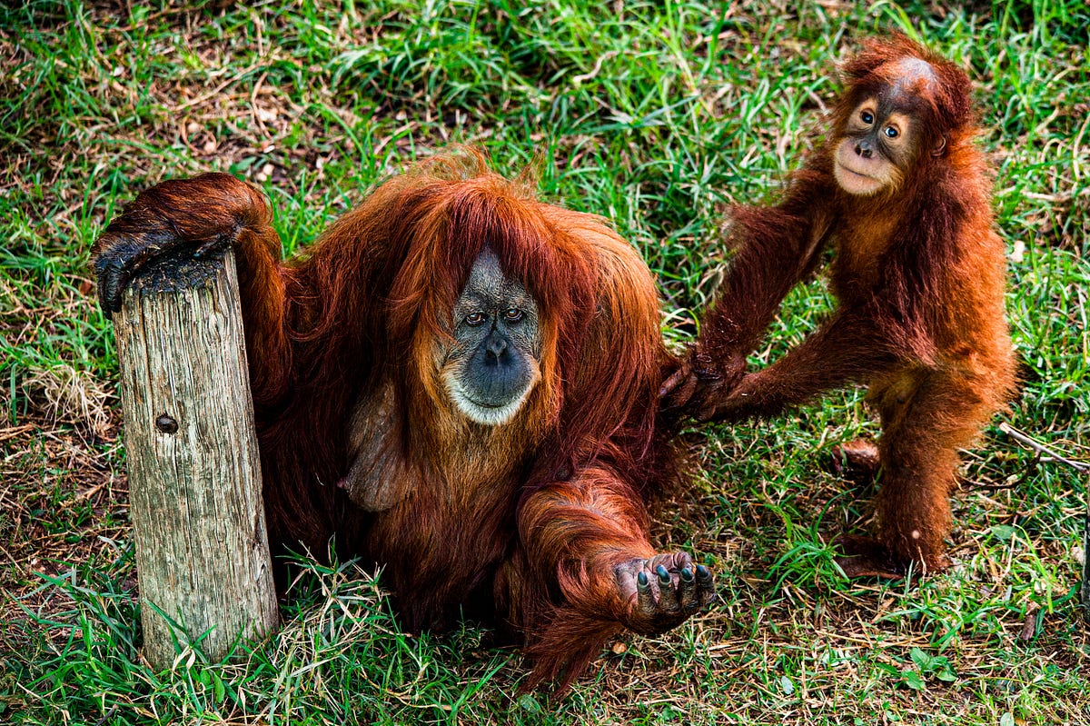 Understanding Primates: Exploring the Fascinating World of Our Closest ...