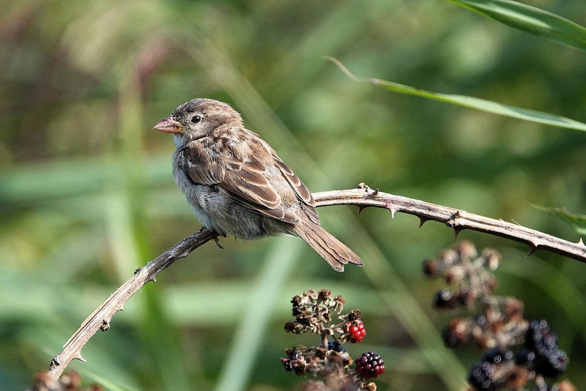 Stepping Into September. Transitions | by Christine Morris Ph.D ...