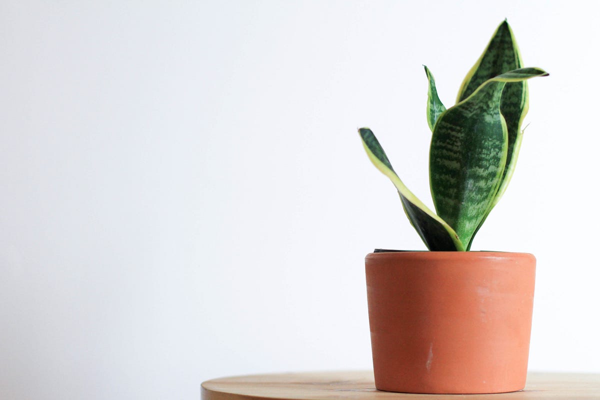 Some Call It a Snake Plant. Others call it the Viper Bowstring Hemp ...
