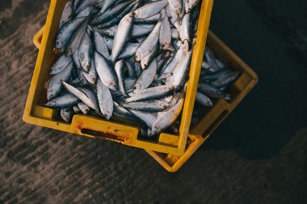 Embracing Vulnerability: The Stinky Fish Exercise and its Role in ...