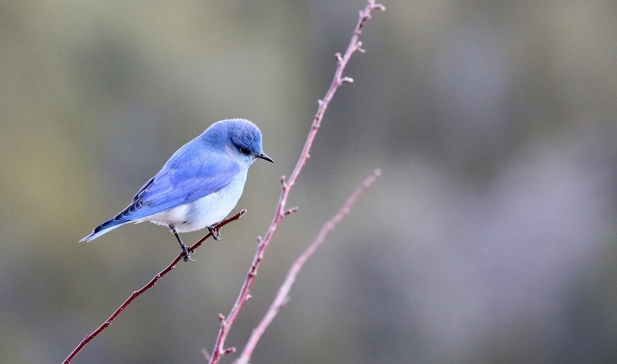 Angular Template Driven Forms — Styling And Submitting By John Au Yeung Javascript In Plain