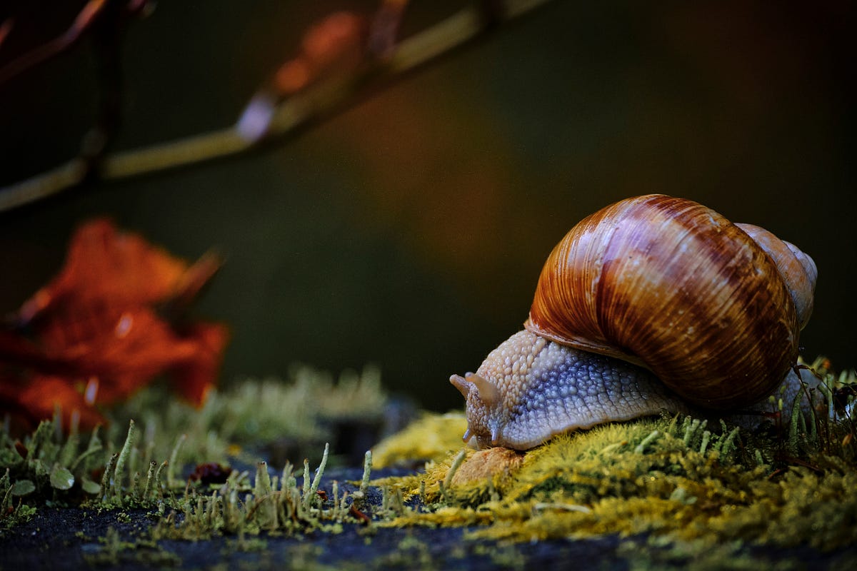 Hours of Observation Can Teach You a Lot About a Snail! | by Annette ...