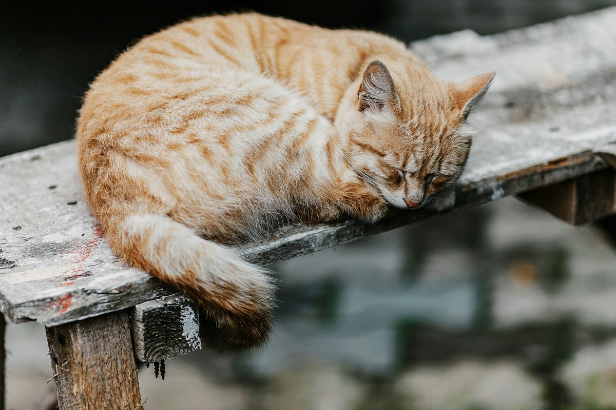 Why Street Cats Act So Different From Pet Cats | by Leona Gray ...