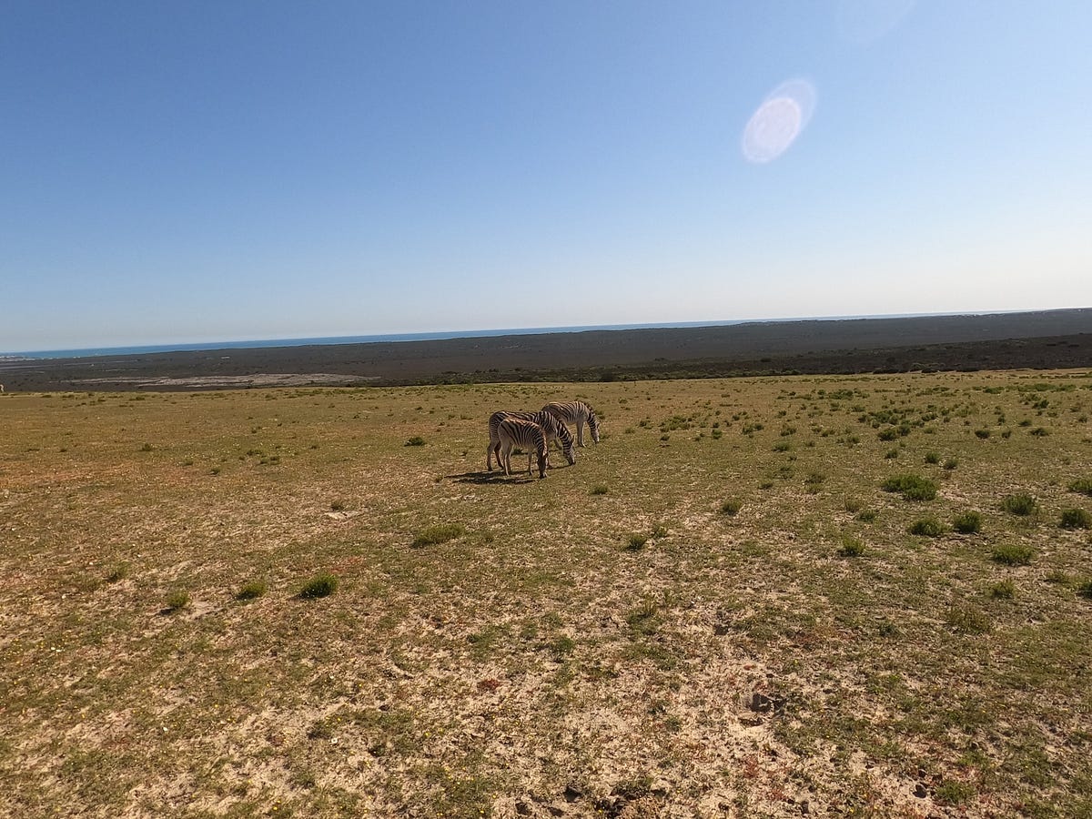 Driving Through the African Veld Sparked Childhood Memories | by ...