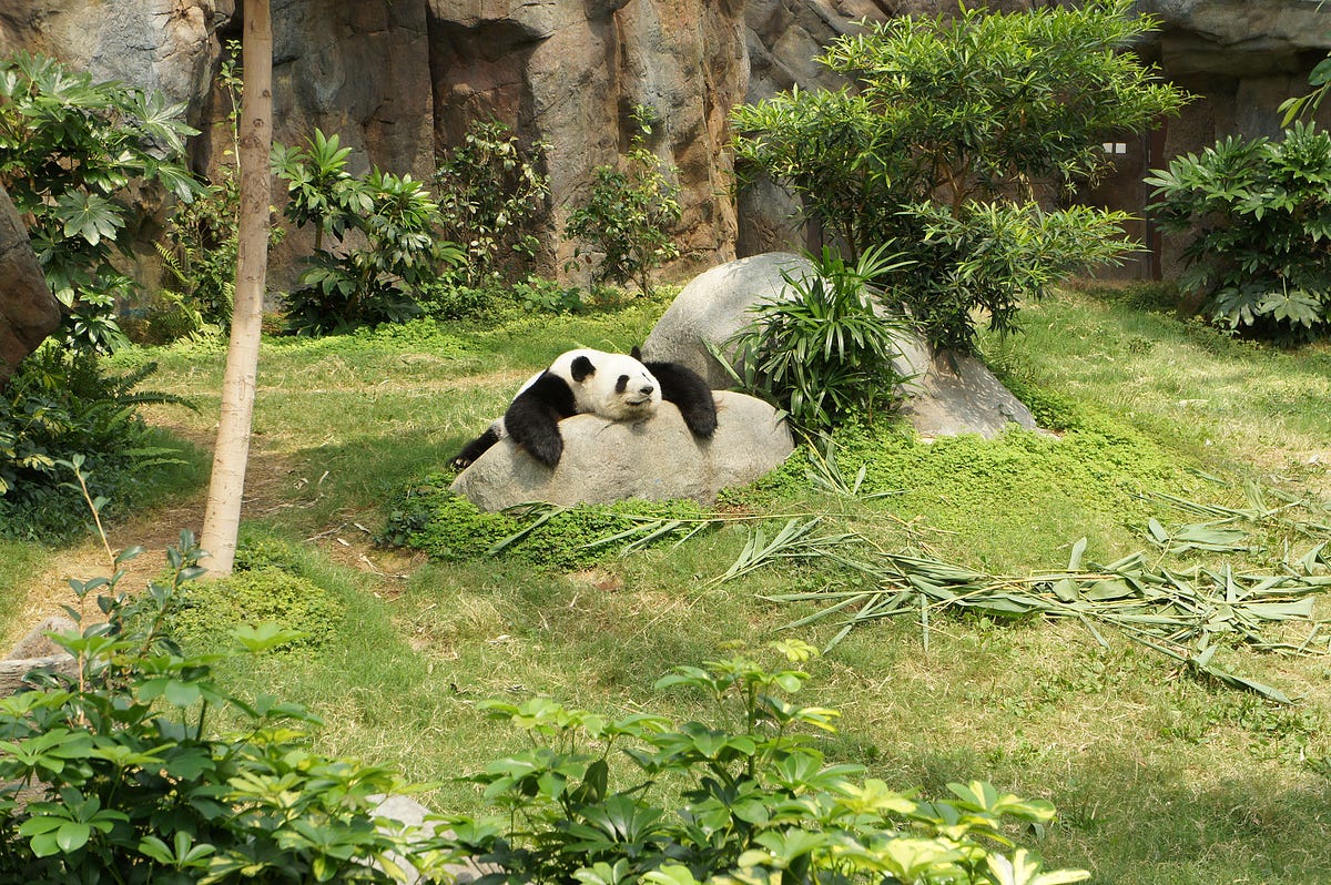 How to Change a DataFrame from Wide to Long Format Using Pandas | by ...