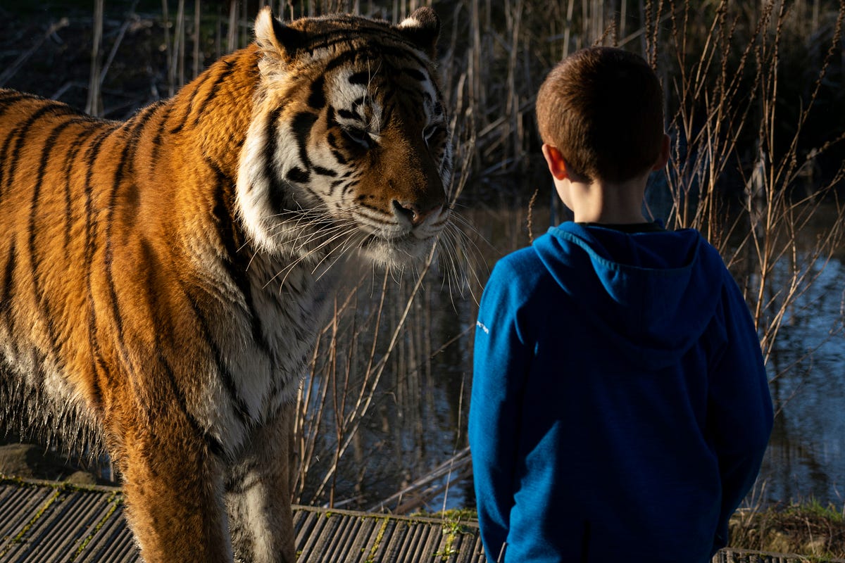 4 Reasons why Humans are just like Animals | by Brijesh Gupta | Long ...