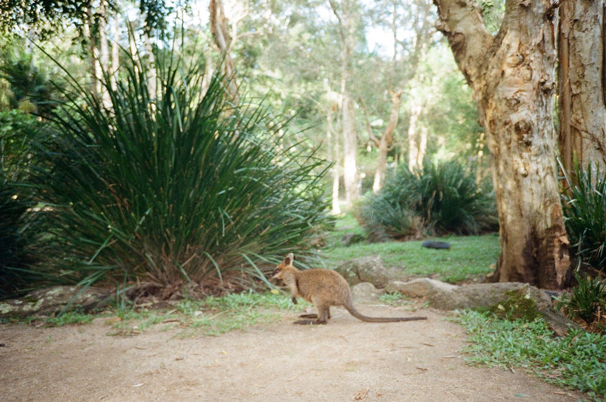 When a Kangaroo Hopped Afoul of Rain | by Annabella Sossoe | Medium