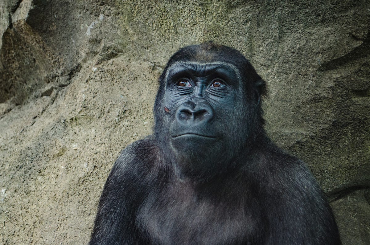 Unlocking the Gorilla Mind: Inside the Ape Intelligence | by Bisma ...