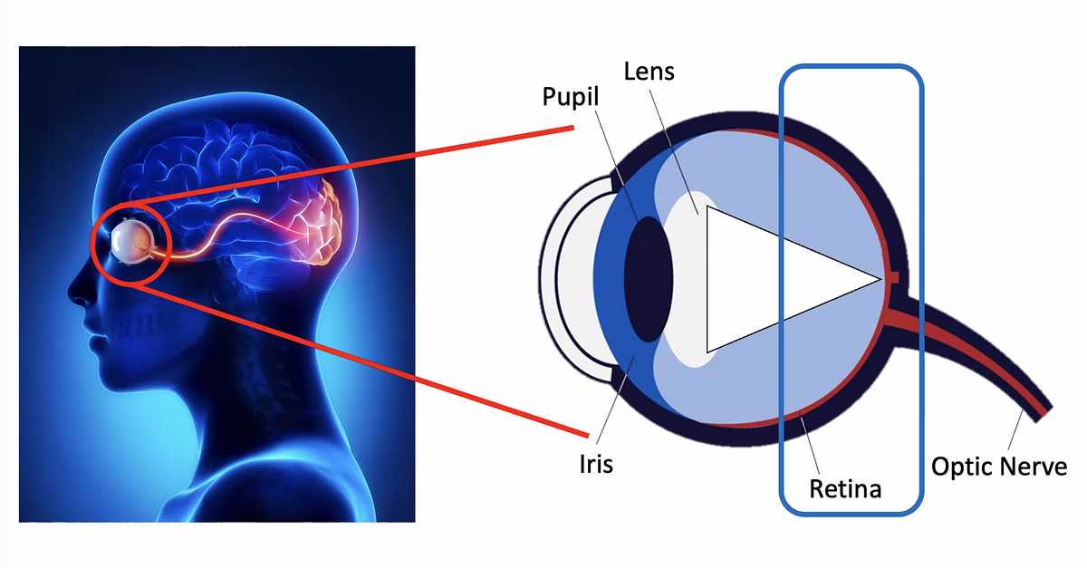 Systems Neuroscience Pt. 2: A Comprehensive Breakdown of the Mechanisms ...