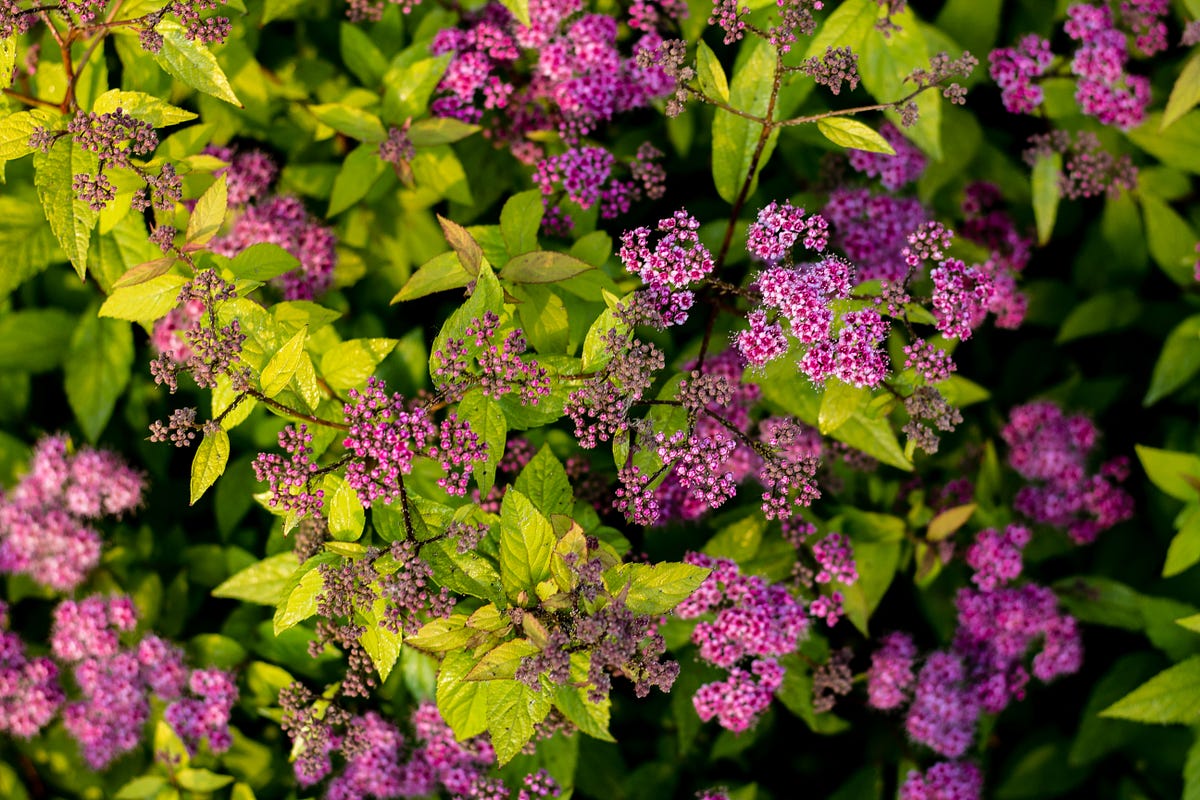 Everything You Need to Know About Defensive Landscaping | by Jodi ...