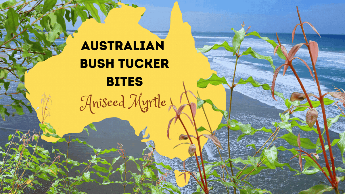 Australian Bush Tucker Bites presents Anise Myrtle (Syzygium Anisatum ...