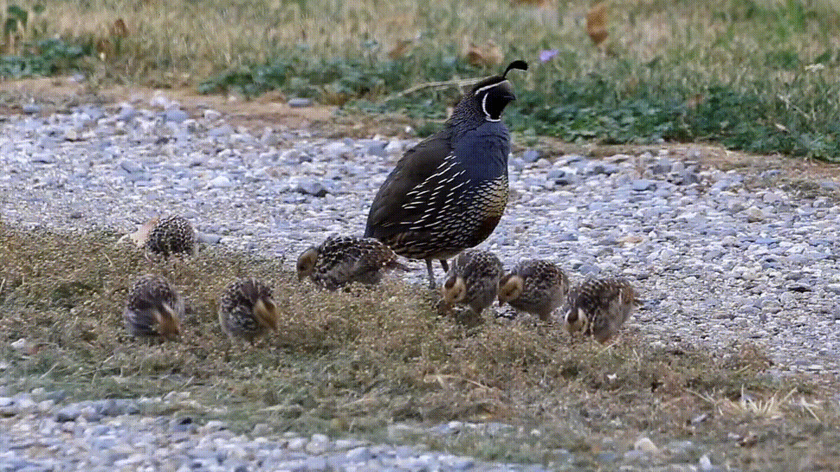 Mr. Quail Gets the Best Dad Award | by Anne Bonfert | Six Word Photo ...