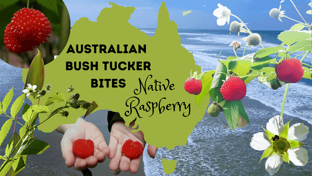 Australian Bush Tucker Bites presents Native Raspberry (Rubus probus ...