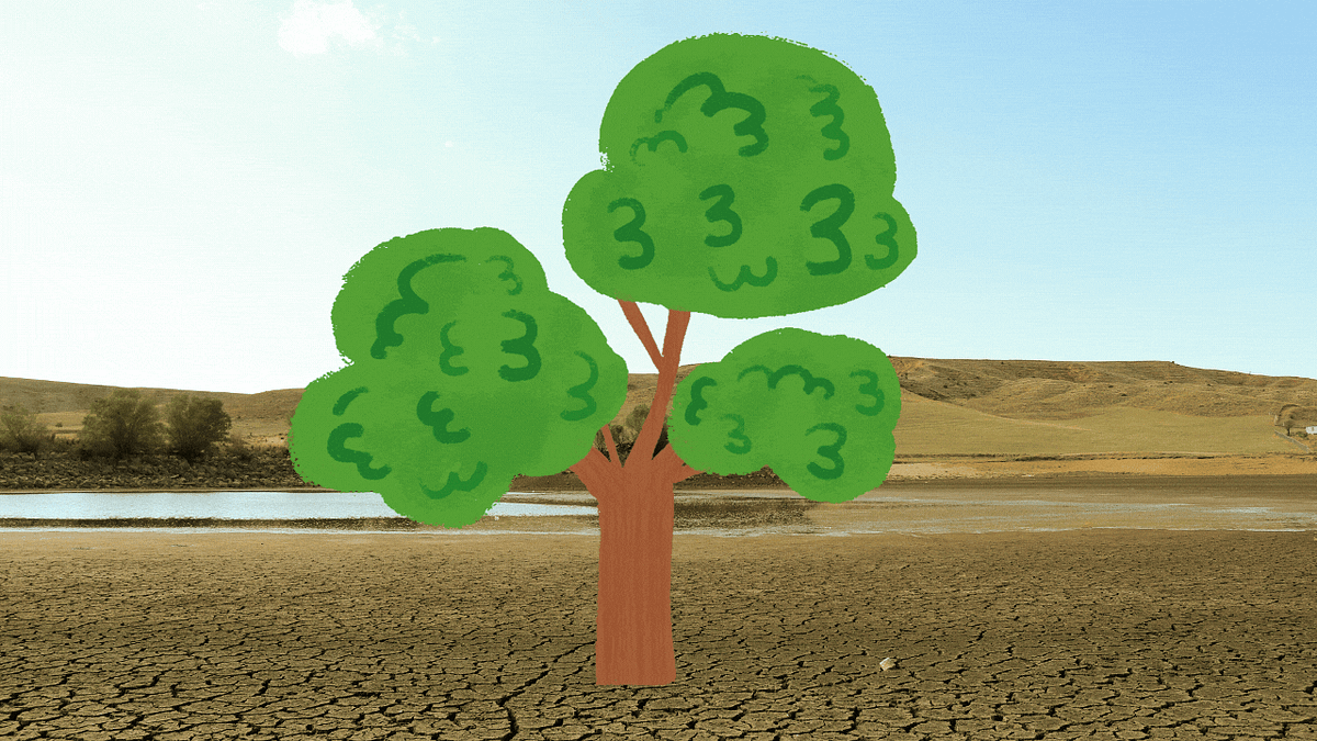 Think All Tree Planting Is Good? Here’s What Science Says | by Silvia ...