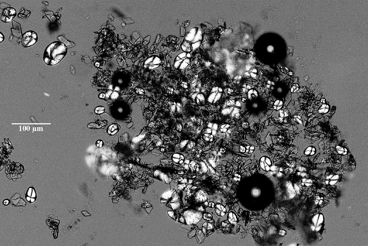 Identifying starch in deep time: Designing a roadmap for archaeological ...