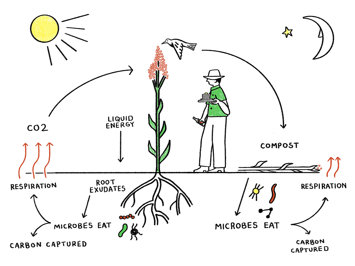 Phytophilia: at the intersection of problem-solving and lovemaking | by bsingnyc | Jul, 2024 ...