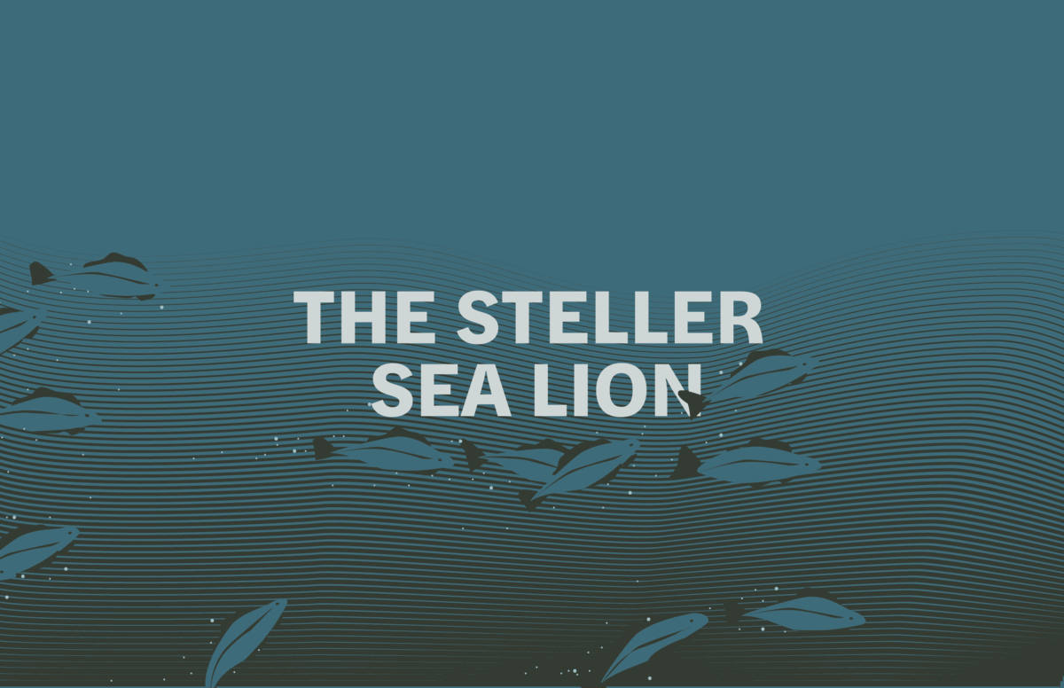 Animal Project pt2: Steller Sea Lion | by Sophie Heap | Medium