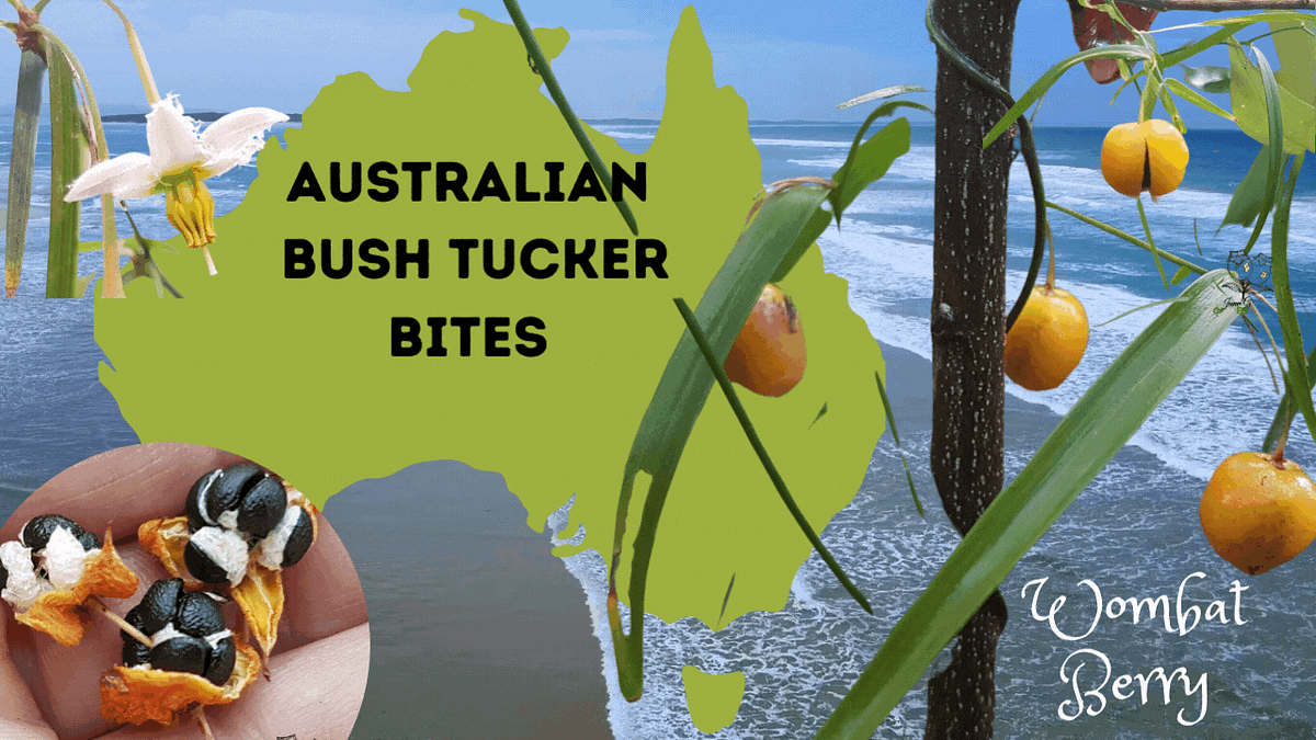 Australian Bush Tucker Bites presents Wombat Berry (Eustrephus ...