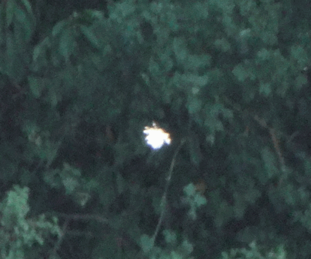 Fairy Entities Are Real. A fairy (also fay, fae, fey, fair folk… | by ...
