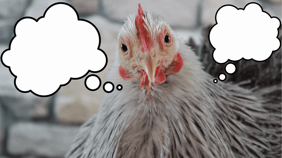 Eating Tainted Chicken, The Dangers of eating spoiled chicken, Bacteria ...