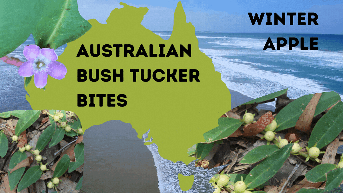 Australian Bush Tucker Bites presents Winter Apple (Eremophilia debilis ...