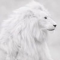 Adeosun Adeleke – Medium