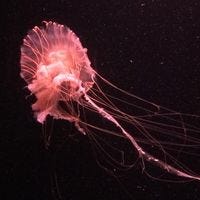 Cecil Choi – Medium