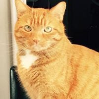 Elissa Brown – Medium