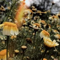 Nuzhat Az – Medium