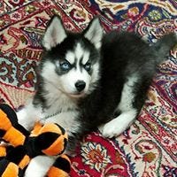 About – Candice Justice – Medium