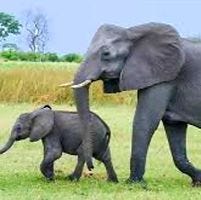 Robin Freeman – Medium