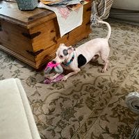 Kelly Campion-Socol – Medium