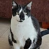 Paula Cat – Medium