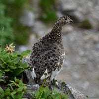 Guan-Hao Peng – Medium