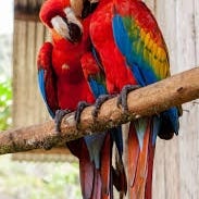 Tuli Tuli – Medium