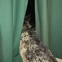 John Atkins – Medium