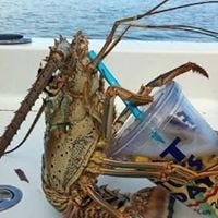 Robin Jordan – Medium